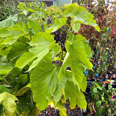 Mulberry-Morus alba 'Maple Leaf' – Green Thumb Garden Centre