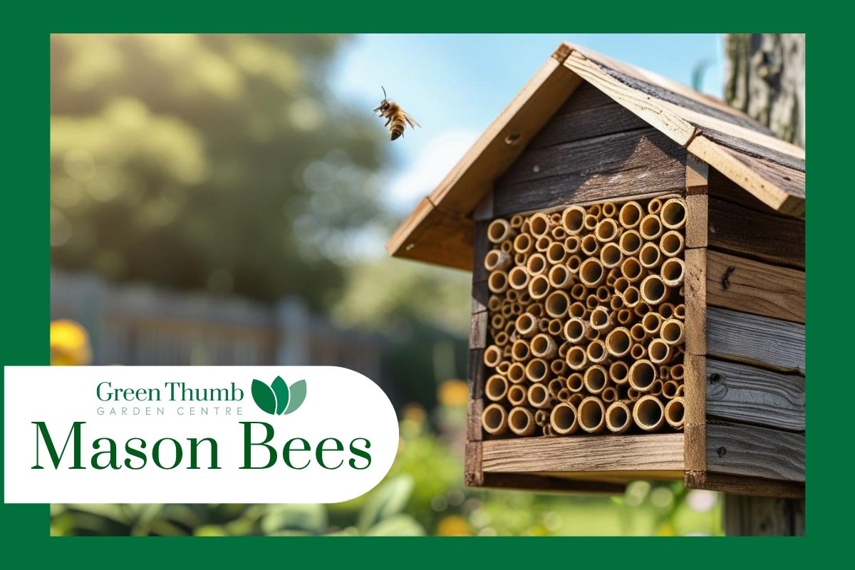 Mason Bees – Green Thumb Garden Centre