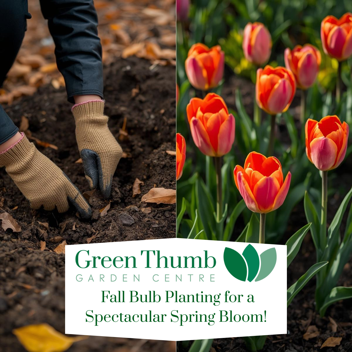 Fall Bulb Planting for a Spectacular Spring Bloom! – Green Thumb Garden ...