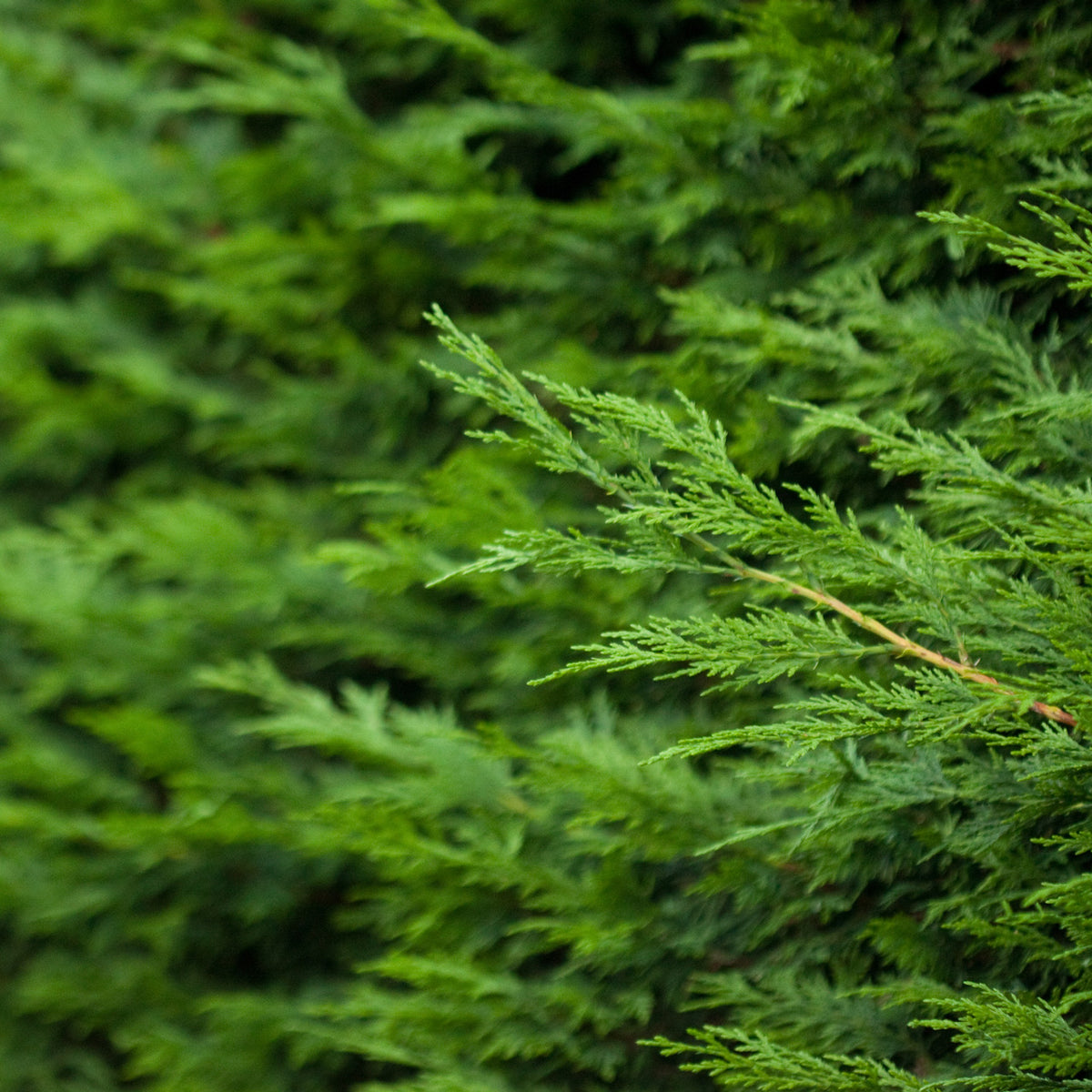 Native Plants – Green Thumb Garden Centre