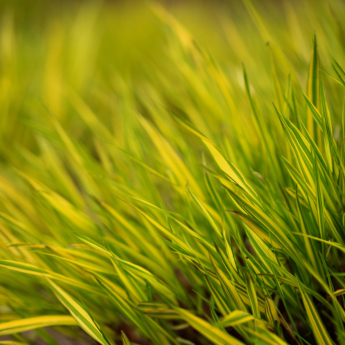 Grasses – Tagged "Deciduous" – Green Thumb Garden Centre