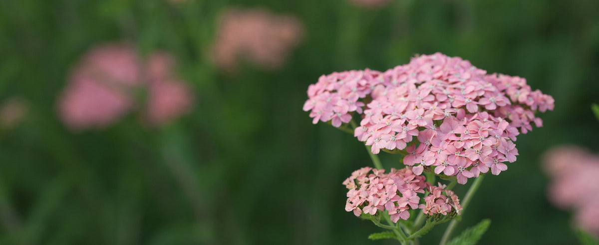 Perennials – Page 2 – Green Thumb Garden Centre