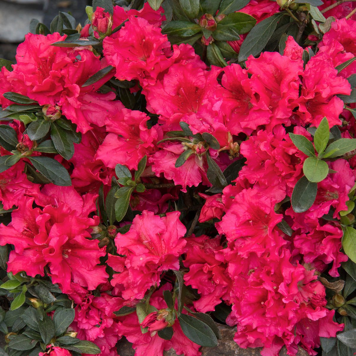 Rhododendron 'Holden's Raspberry Ruffles' – Green Thumb Garden Centre