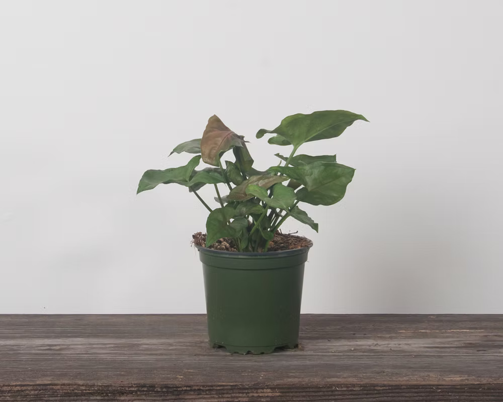 Nephthytis 'Candyberry' – Green Thumb Garden Centre