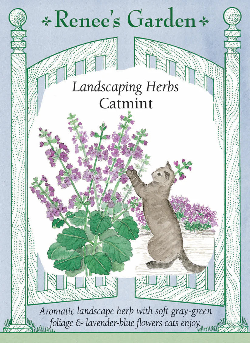 Catmint – Green Thumb Garden Centre