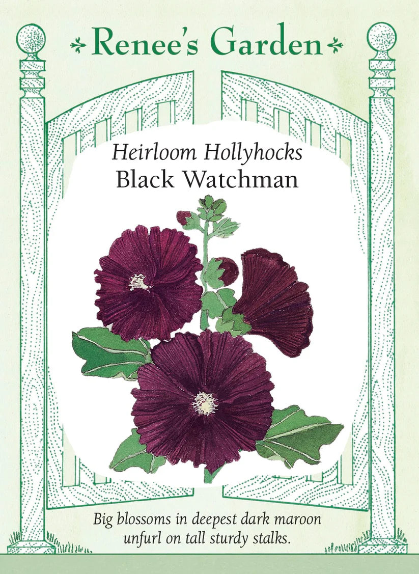Hollyhocks - Black Watchman Hollyhocks – Green Thumb Garden Centre