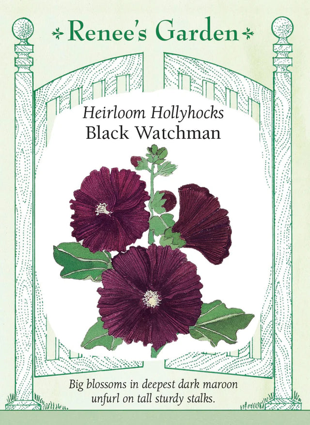 Hollyhocks - Black Watchman Hollyhocks – Green Thumb Garden Centre