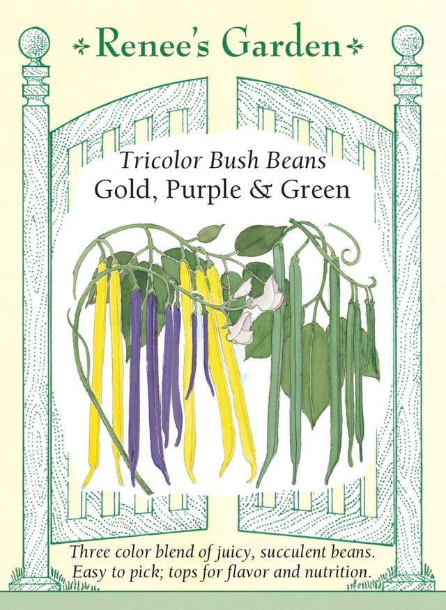 Bush Bean - Tricolor – Green Thumb Garden Centre