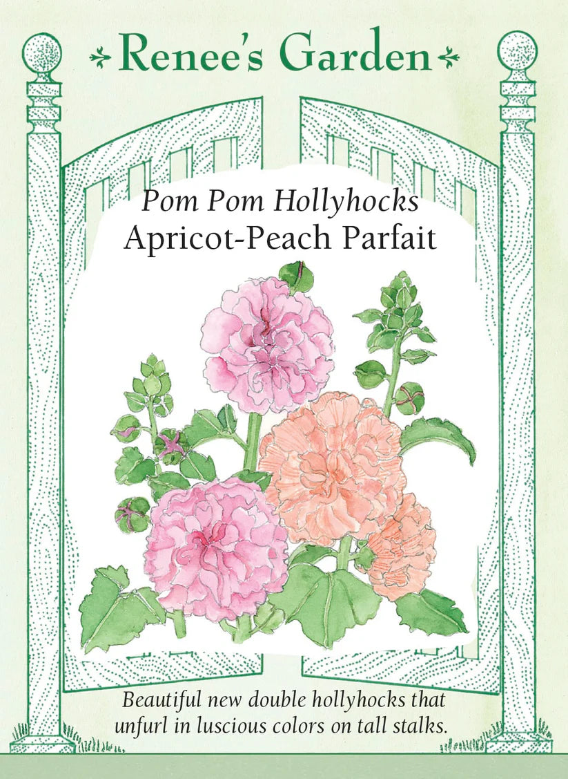 Hollyhock - Apricot-Peach Parfait – Green Thumb Garden Centre