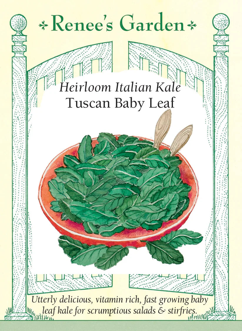 Kale - Tuscan Baby Leaf – Green Thumb Garden Centre