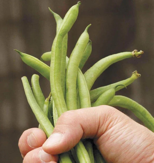Pole Bean - Fortex Fillet – Green Thumb Garden Centre