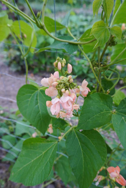 Runner Bean - Sunset – Green Thumb Garden Centre
