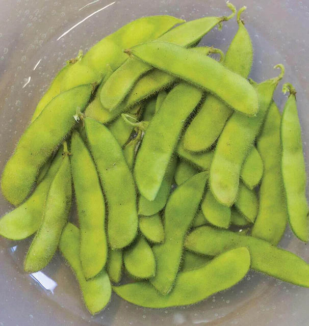 Soyabean - Tohya – Green Thumb Garden Centre