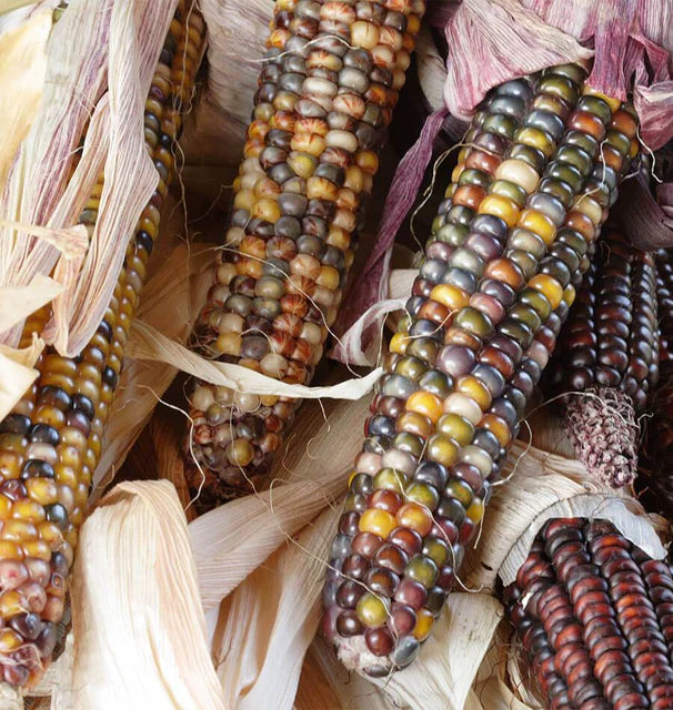 Corn - Calico Popcorn – Green Thumb Garden Centre