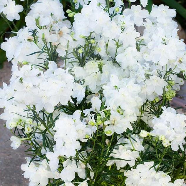 Delphinium 'Hunky Dory White' – Green Thumb Garden Centre