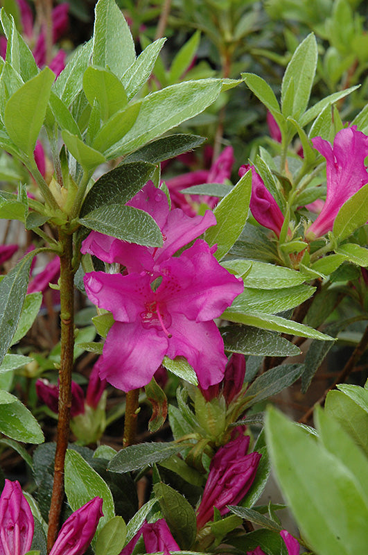 Azalea Japonica 'Blue Danube' – Green Thumb Garden Centre