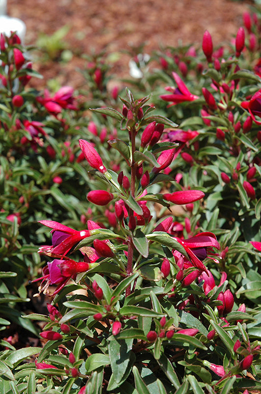 Fuchsia 'Electric Lights' – Green Thumb Garden Centre