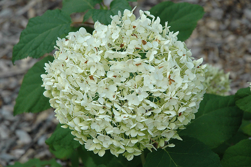 Hydrangea arborescens 'Bounty' – Green Thumb Garden Centre (2014)