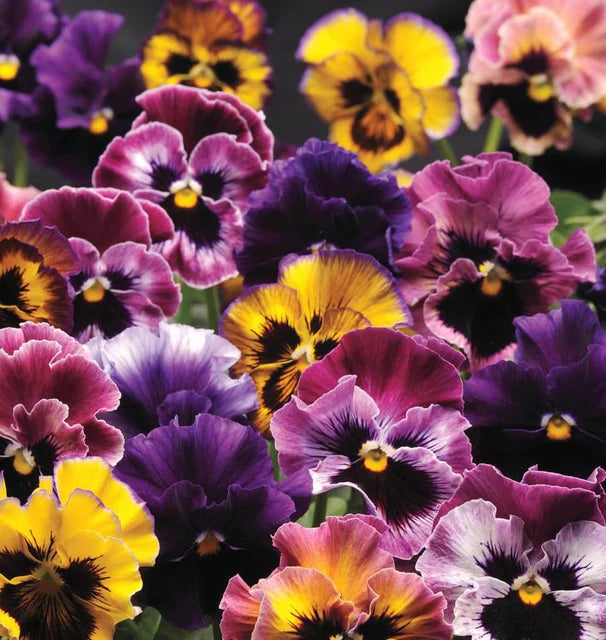 Viola - Fizzy Fruit Salad Mix – Green Thumb Garden Centre