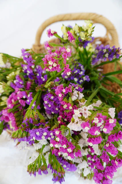 Statice - Pacific Mix – Green Thumb Garden Centre