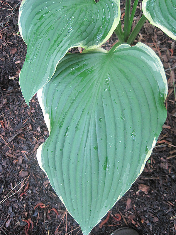 Hosta 'Yellow River' – Green Thumb Garden Centre
