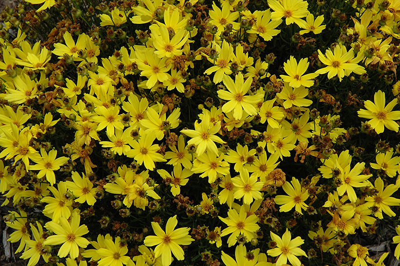 Coreopsis 'Citrine' – Green Thumb Garden Centre