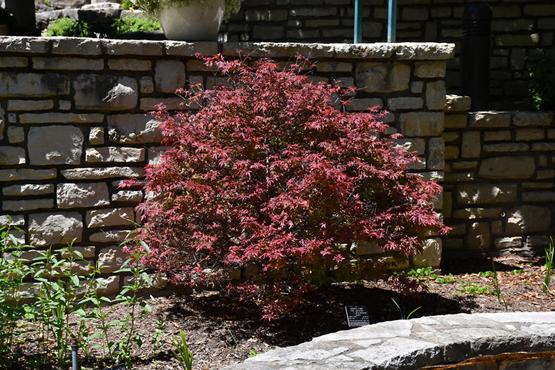 Acer palmatum 'Shaina' – Green Thumb Garden Centre