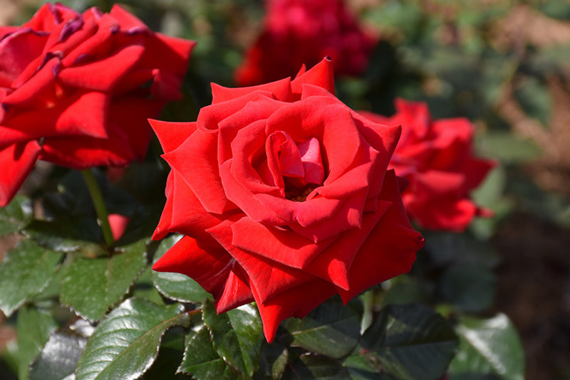 Rosa 'Drop Dead Red' Tree Rose – Green Thumb Garden Centre