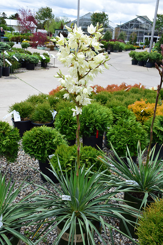 Yucca filamentosa 'Ivory Tower' – Green Thumb Garden Centre