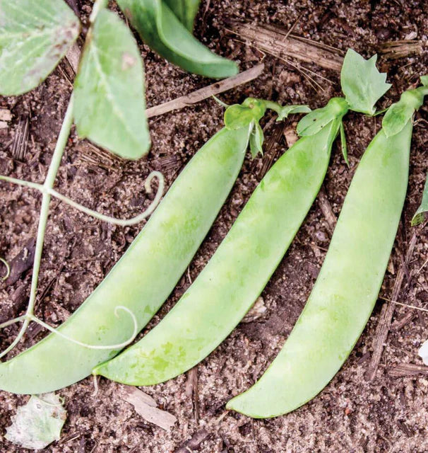 Shelling Peas - Sabre – Green Thumb Garden Centre