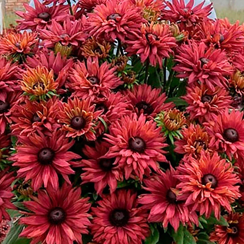 Rudbeckia 'Rodeo Double Red' – Green Thumb Garden Centre