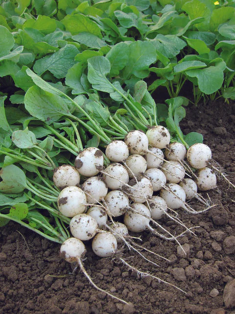 Radish - Pearl F1 Organic – Green Thumb Garden Centre
