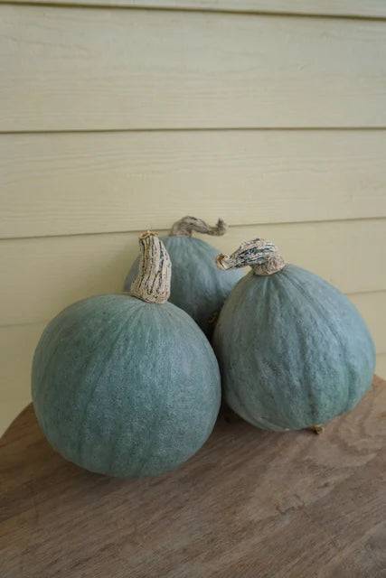 Squash - Baby Blue Organic – Green Thumb Garden Centre