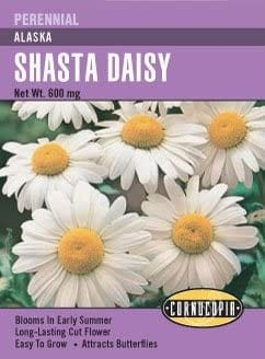 Daisy - Shasta Alaska – Green Thumb Garden Centre