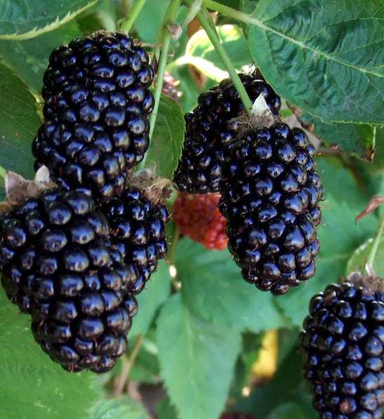 Rubus ideaus 'Marionberry' – Green Thumb Garden Centre
