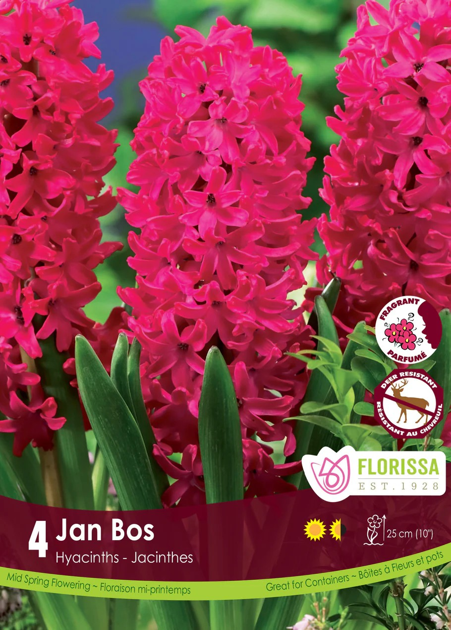 Hyacinth 'Jan Bos' – Green Thumb Garden Centre